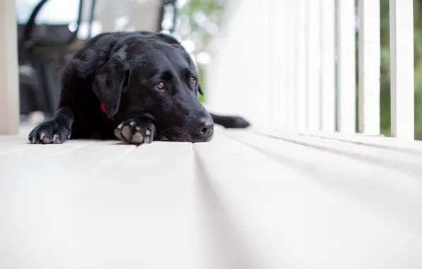 Download wallpaper look, each, dog, section dog in resolution 1920x1080