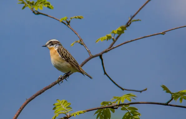 Wallpaper background, bird, photo hunting, chekan lugovoy for mobile ...