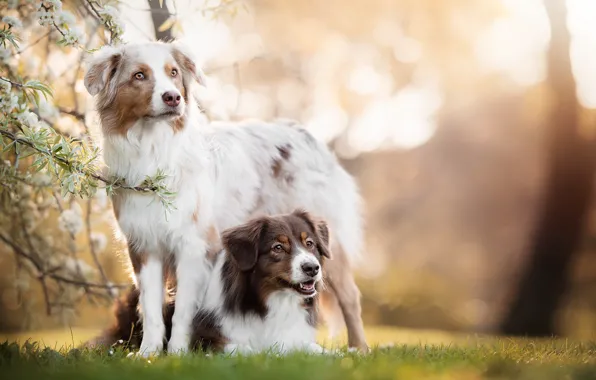 Wallpaper dogs, nature, friends for mobile and desktop, section собаки ...