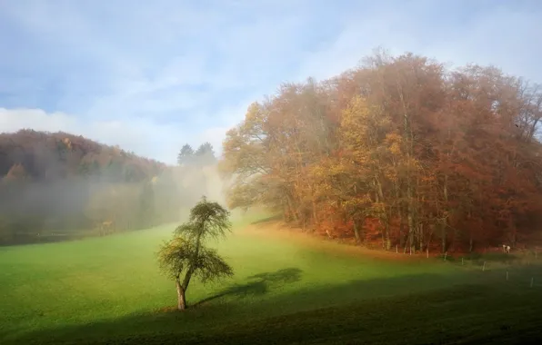Download wallpaper field, fog, morning, section nature in resolution ...