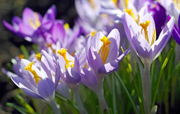 Wallpaper macro, joy, flowers, nature, beauty, plants, spring, crocuses ...
