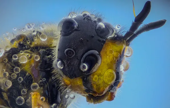 Download wallpaper drops, bee, insect, section macro in resolution ...