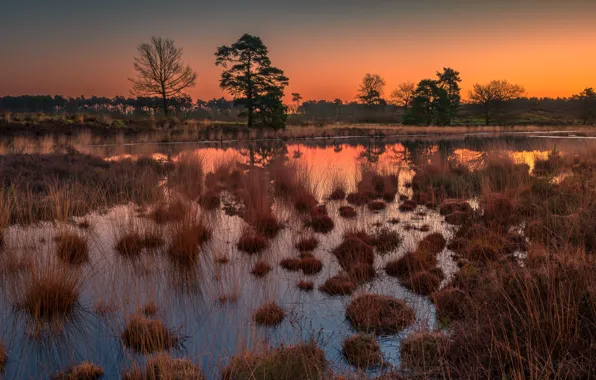 Wallpaper autumn, forest, grass, sunset, lake, shore, pine, pond for ...