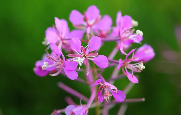 Wallpaper greens, flowers, background images for desktop, section цветы ...