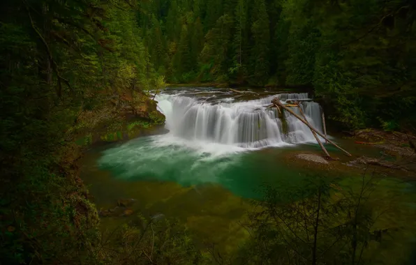 Wallpaper forest, waterfall, log, pond for mobile and desktop, section ...