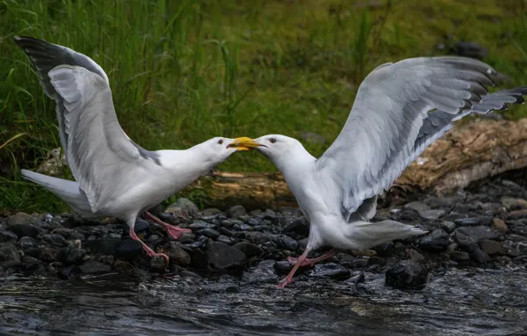 Wallpaper birds, nature, wings, beak, serakina Seagull for mobile and ...