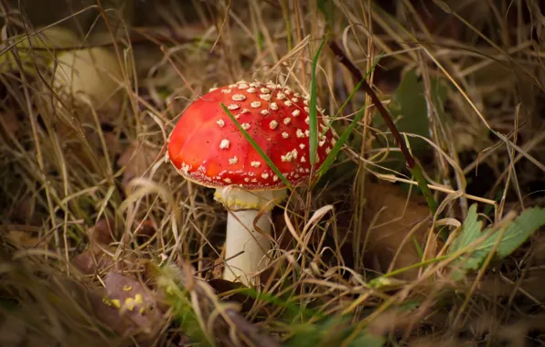 Wallpaper autumn, mushroom, mushroom, dry grass, fungus, Amanita ...