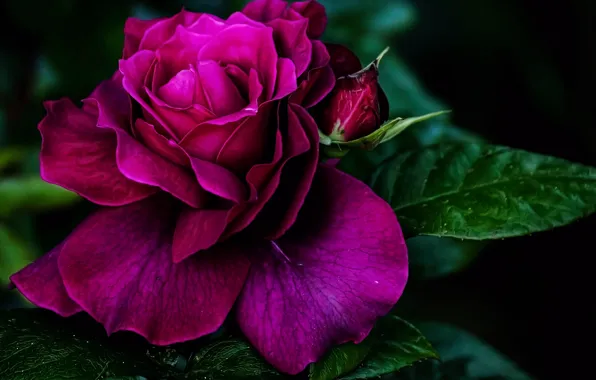 Wallpaper roses, buds, rose petals for mobile and desktop, section ...