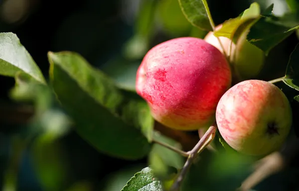 Wallpaper leaves, light, apples, branch, fruit, pink, nature, bokeh for ...