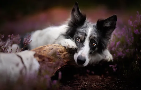 Wallpaper face, dog, log, bokeh, Heather, The border collie for mobile ...