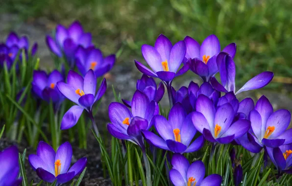 Wallpaper purple, flowers, glade, spring, crocuses for mobile and ...