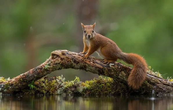 Download wallpaper pose, snag, pond, protein, section animals in ...