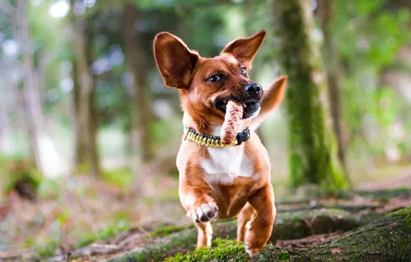Wallpaper forest, the game, dog, walk, face, bumps for mobile and ...