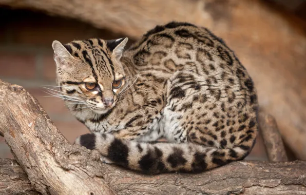 Wallpaper cat, cat, marki images for desktop, section кошки - download