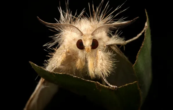 Wallpaper night, insect, moth for mobile and desktop, section макро ...