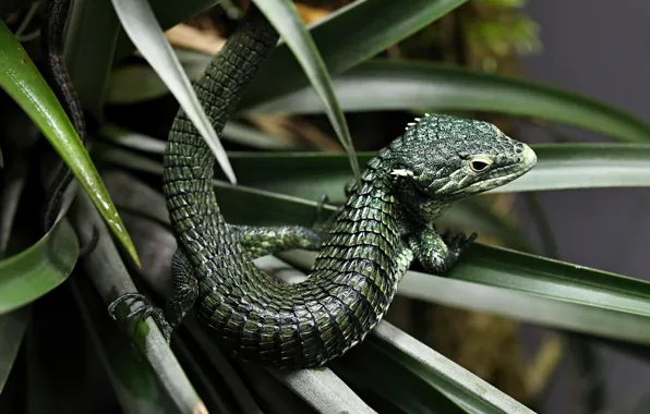 Wallpaper leaves, pose, lizard, reptile for mobile and desktop, section ...