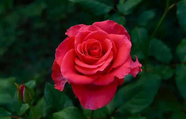 Wallpaper macro, close-up, nature, rose, Bush, @iaroshenko, Iaroshenko ...