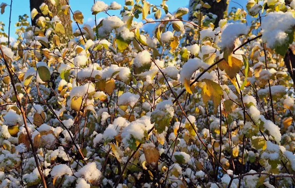 Wallpaper Snow, Leaves, Krzak, autumn, listopad for mobile and desktop ...