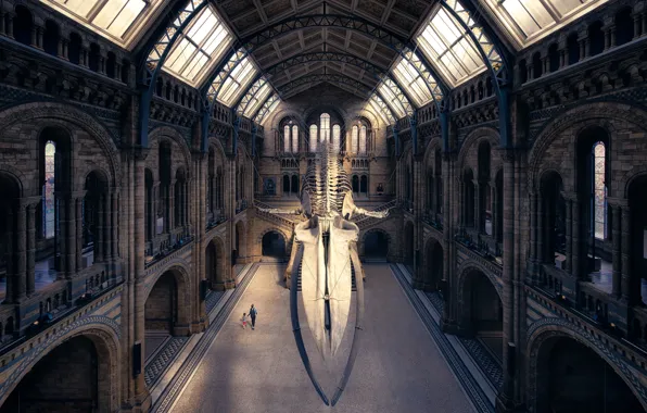 Wallpaper England, London, skeleton, hall, Museum of natural history ...