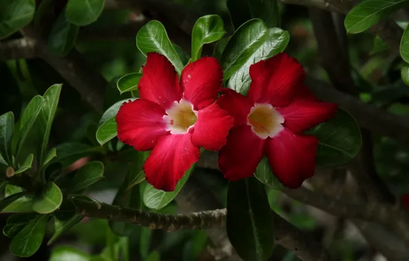 Wallpaper flowers, flowering, adenium, desert rose for mobile and ...