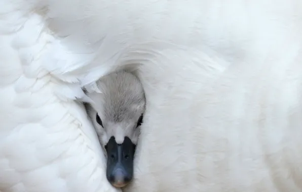 Wallpaper head, beak, white Swan, White swan images for desktop ...