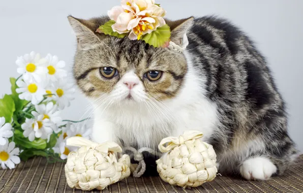 Wallpaper cat, cat, look for mobile and desktop, section кошки ...
