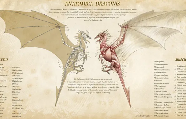 Wallpaper fantasy, Dragon, muscles, artwork, infographic, creature ...