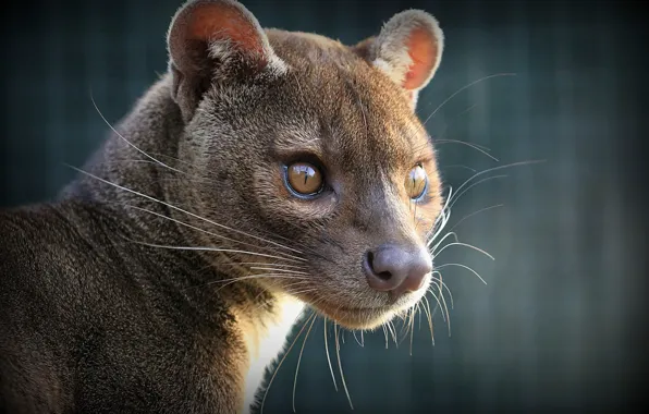 Wallpaper look, fossa, Pit for mobile and desktop, section кошки ...