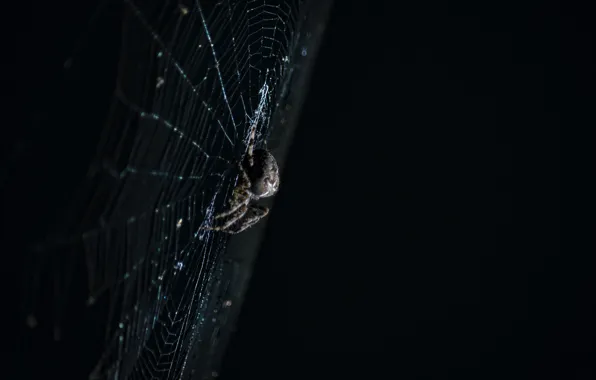 Download wallpaper background, web, spider, section animals in ...