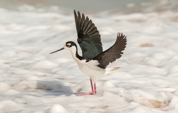 Wallpaper sea, foam, bird for mobile and desktop, section животные ...