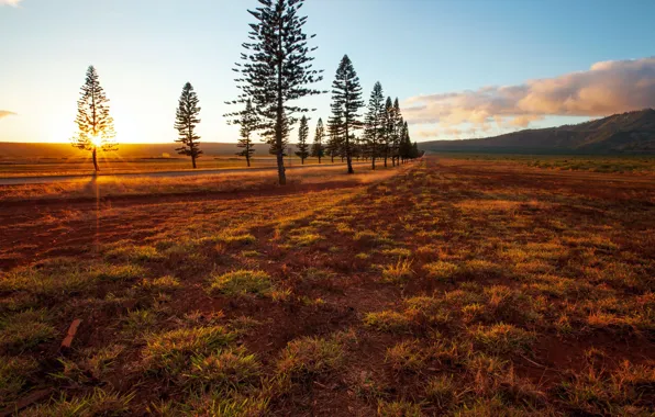 Download wallpaper road, field, morning, section landscapes in ...