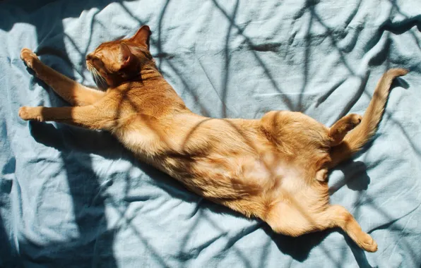 Download wallpaper cat, red, sleeping, collapsed, section cats in ...