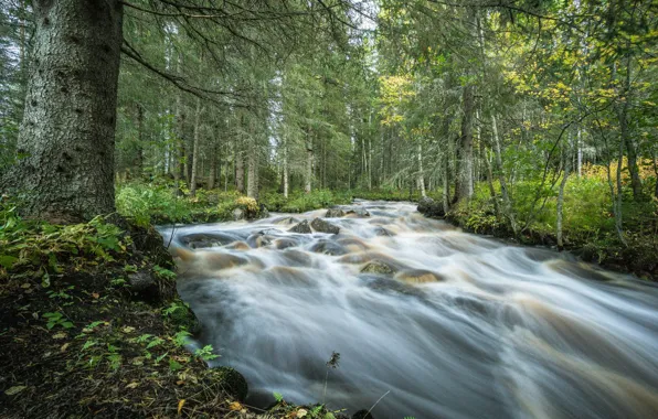 Wallpaper forest, nature, river for mobile and desktop, section природа ...