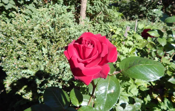 Wallpaper rose, plants, Krzak for mobile and desktop, section природа ...