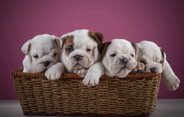 Download wallpaper basket, Puppies, kids, crumbs, section dog in ...