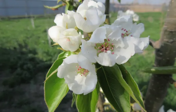 Wallpaper flowering, pear, spring 2018, Mamala © for mobile and desktop ...