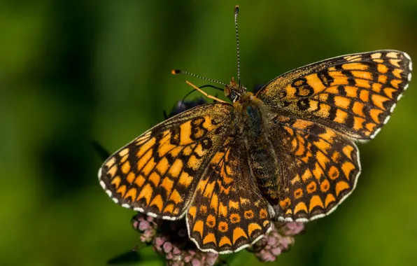 Wallpaper background, butterfly, insect for mobile and desktop, section ...
