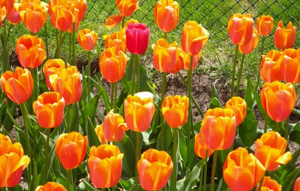 Wallpaper nature, spring, tulips, Nature, orange, tulips, orange ...