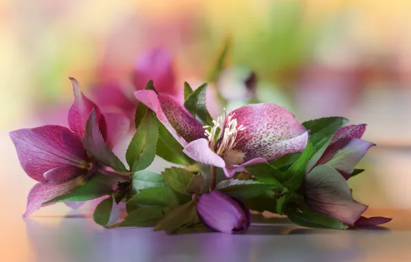 Wallpaper flower, background, Petals, Hellebore images for desktop ...
