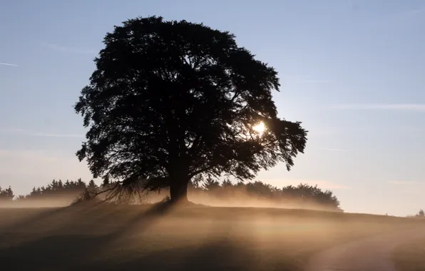 Wallpaper fog, tree, morning for mobile and desktop, section природа ...