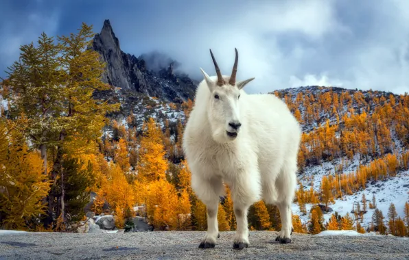 Wallpaper autumn, mountains, goat, Presic Peak for mobile and desktop ...