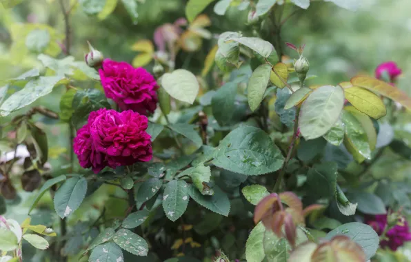 Wallpaper drops, flowers, roses for mobile and desktop, section цветы ...