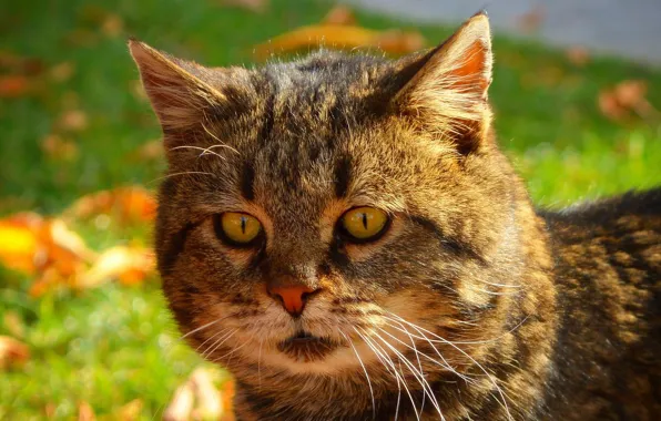 Download wallpaper nature, Cat, Cat, section cats in resolution 1920x1200