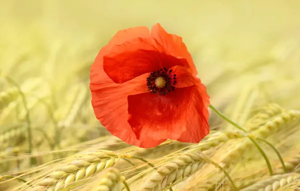 Wallpaper field, Mac, petals images for desktop, section цветы - download