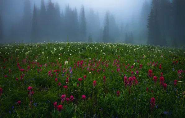 Wallpaper field, forest, flowers, fog for mobile and desktop, section ...