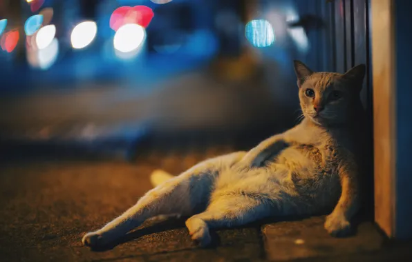 Wallpaper cat, street, the evening, lies for mobile and desktop ...