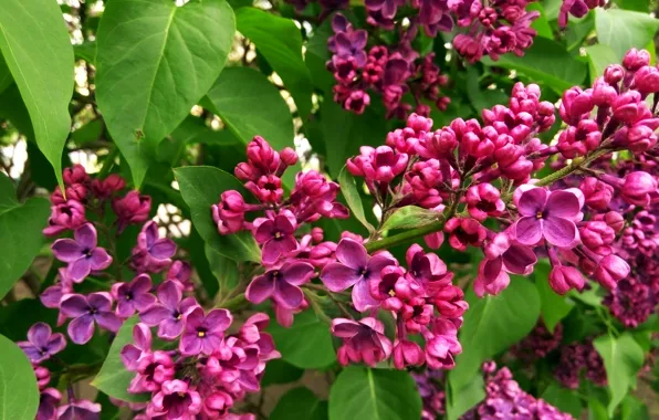 Wallpaper greens, flowers, lilac for mobile and desktop, section цветы ...