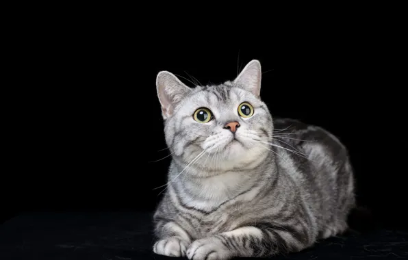 Download wallpaper cat, cat, look, pose, lies, black background, face ...