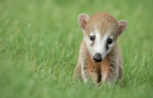Wallpaper grass, look, portrait, cub, face, coati, the coati for mobile ...
