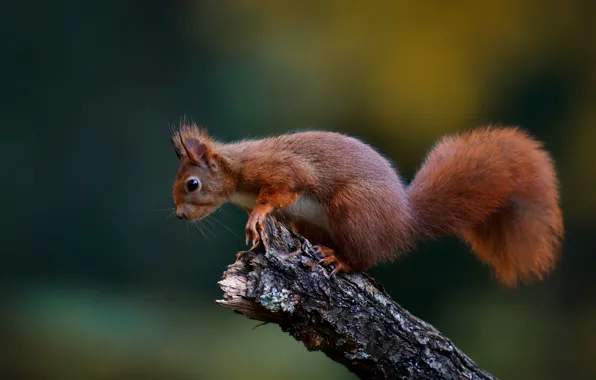 Wallpaper animal, protein, rodent for mobile and desktop, section ...